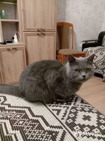 Отдам в хорошие руки бесплатно