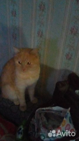 Рыжему красавцу нужен дом