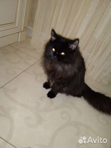 Смешанные британские кот