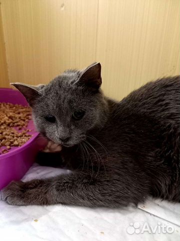 Кошка старушка нуждается в доме