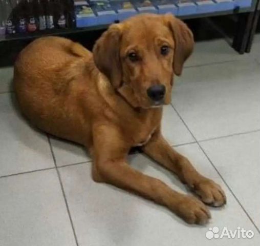 Отдам в добрые руки