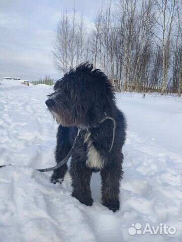 Наоми, метис миттельшнауцера в дар