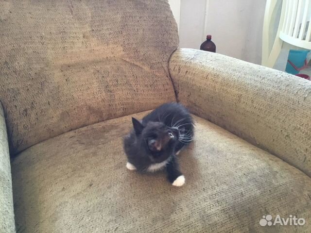 Котята в добрые руки бесплатно