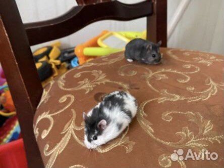 Бесплатно Хомяки Джунгарики вместе с клеткой в доб