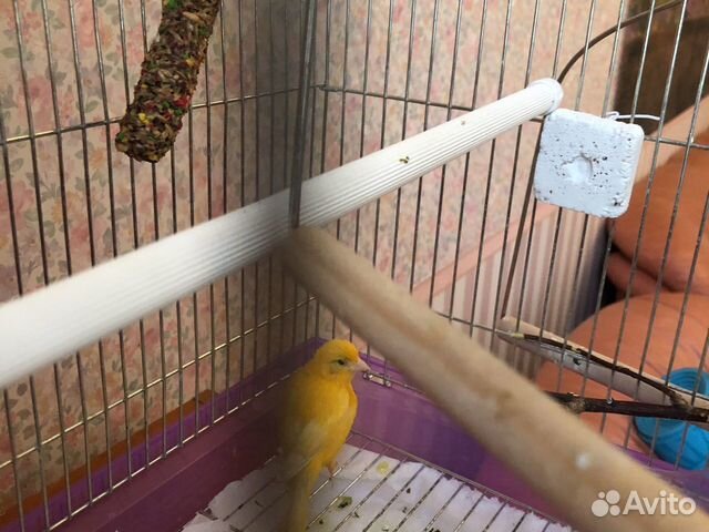 Канарейка с клеткой