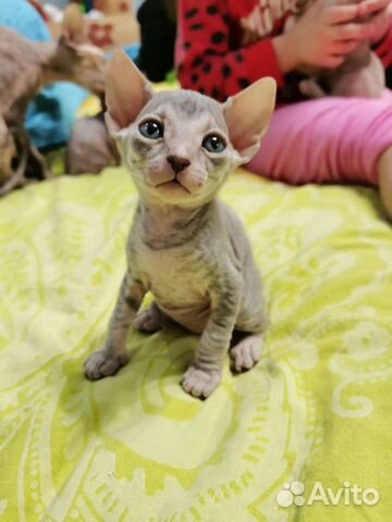 Донской сфинкс котенок