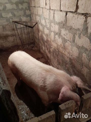 Продам хряка