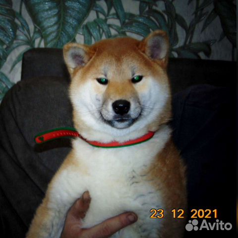 Сиба ину под ёлочку