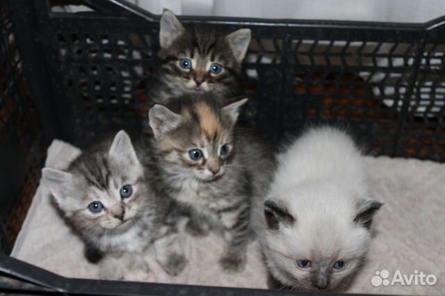 Котята