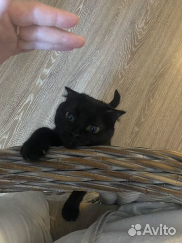 Кошка