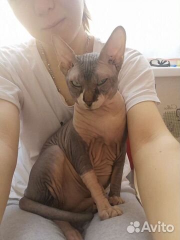 Кошка в дар