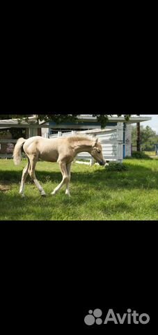 Лошадь пони