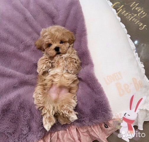 Мальтпу ф1 мини корея