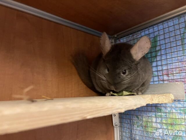 Продам шиншиллу