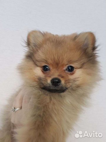 Померанский шпиц