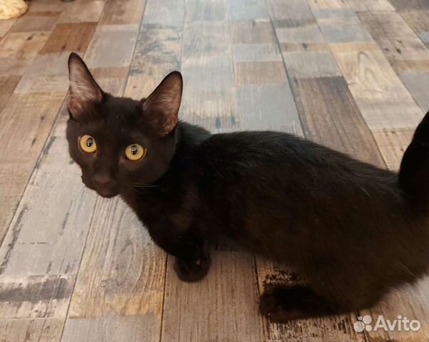 Манчкин