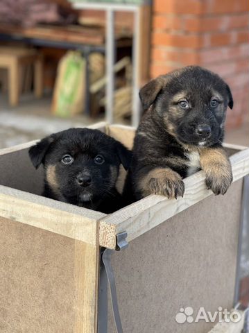 Щенки