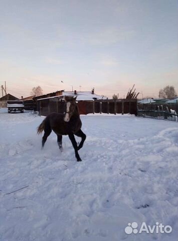 Жеребец
