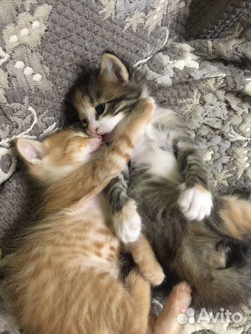 Котята в добрые руки