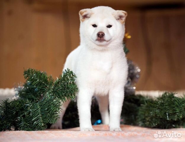 Белая малышка Сиба