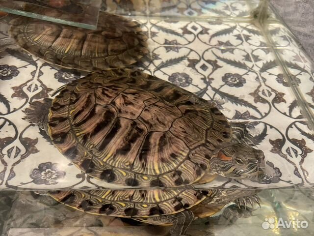Черепахи с аквариумом и всем приданным