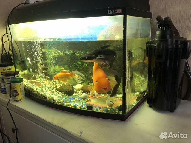 Аквариум с рыбками