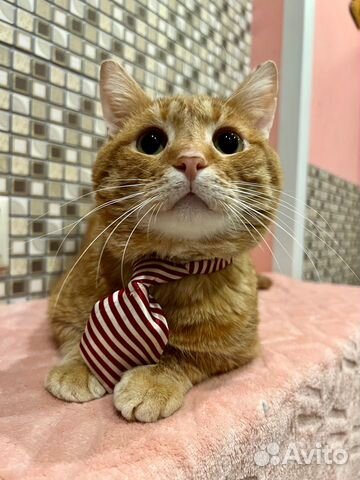 Котик Август 2 года