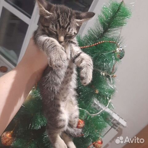 Котята сфинкс