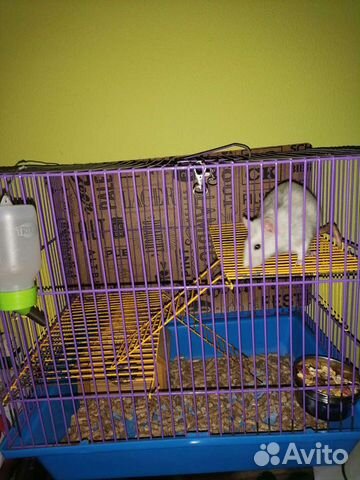 Крыски с клеткой