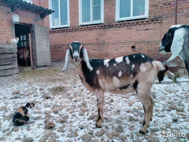Англо нубийские козы