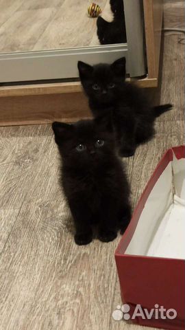 Котята-подкидыши