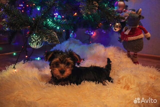 Лучший Ваш подарочек это я