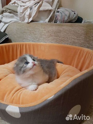 Шотландские котята
