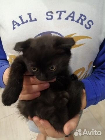 Шотландская вислоухая