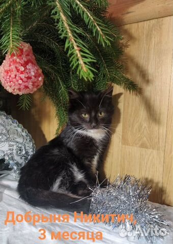 Котёнок добрыня никитич, 3 мес, черно-белый