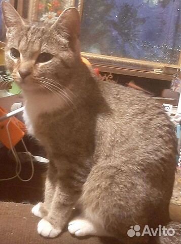 Кошка ищет дом