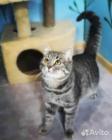 Кот Василий в добрые руки