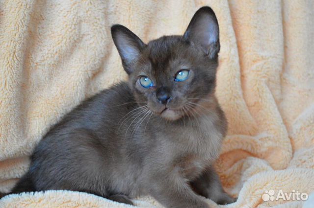 Мальчик клубный