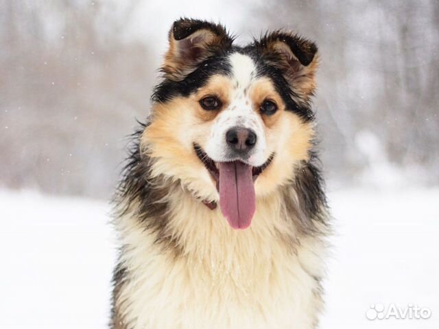 Ищет дом прекрасный Маркиз