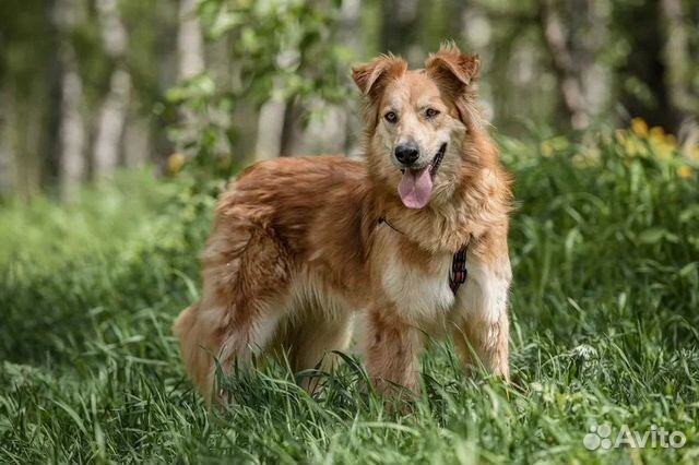 Спасите собачку из приюта. Зима это ад