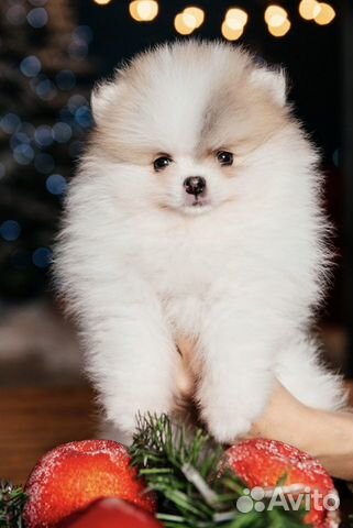 Померанский шпиц щенок девочка