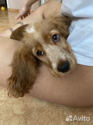 Кокер спаниель