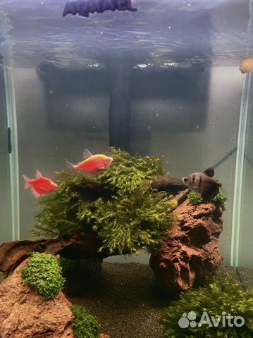 Тернеция 3 шт