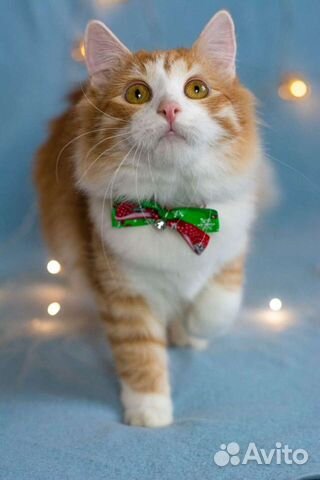 Котенок-подросток Тося 9 месяцев в добрые руки