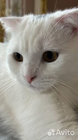 Шотландские котята бесплатно