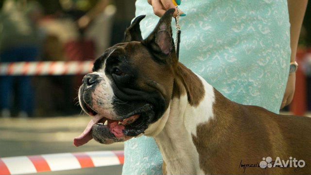 Немецкий боксёр, вязка