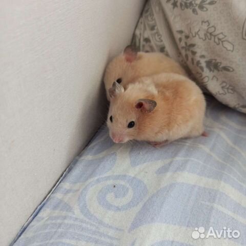 Серийские хомяки