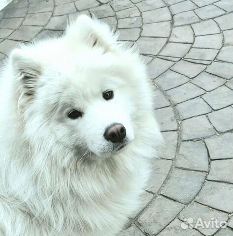 Самоедская лайка Самоед