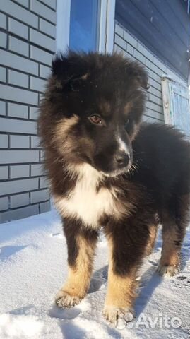 Пушистый щенок (мальчик, 2 месяца) в дар