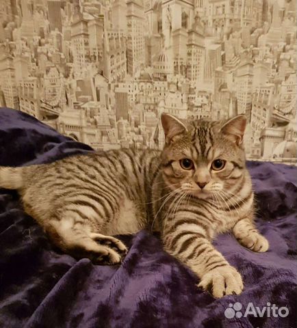 Шотландский кот вязка